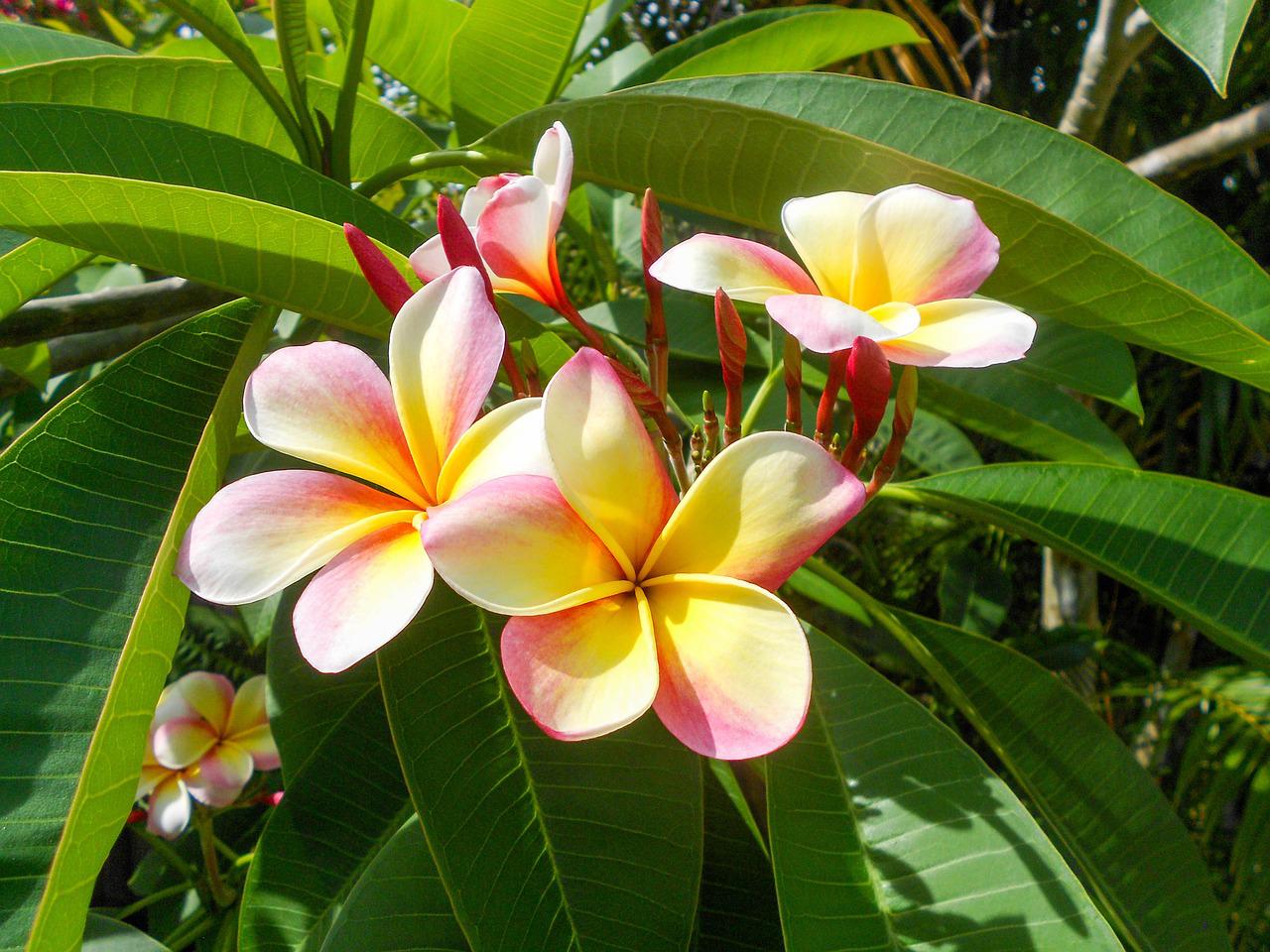 The Ultimate Guide to Plumeria Care - Blooming Anomaly