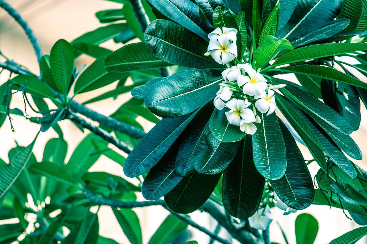 The Ultimate Guide to Plumeria Care - Blooming Anomaly
