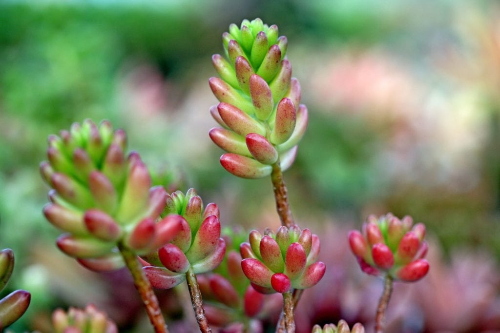 An Urban Oasis-Types of Succulent Plants - Blooming Anomaly