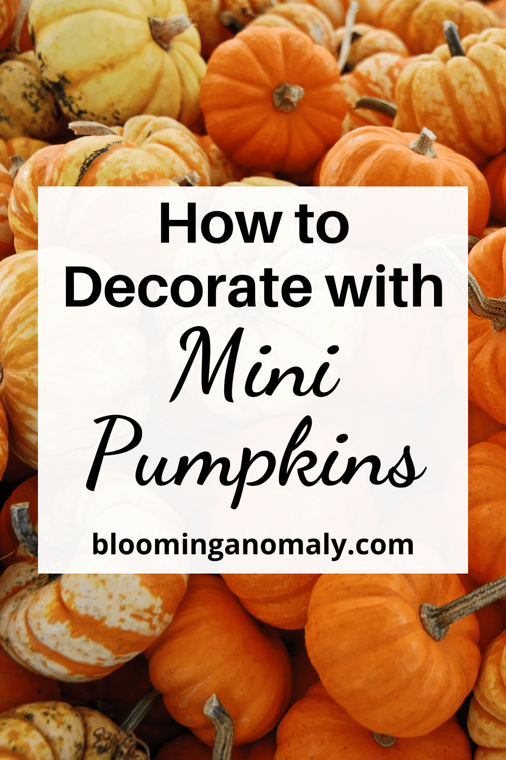 How to Decorate with Mini Pumpkins - Blooming Anomaly