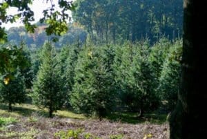 Christmas Trees in Southern California - Blooming Anomaly