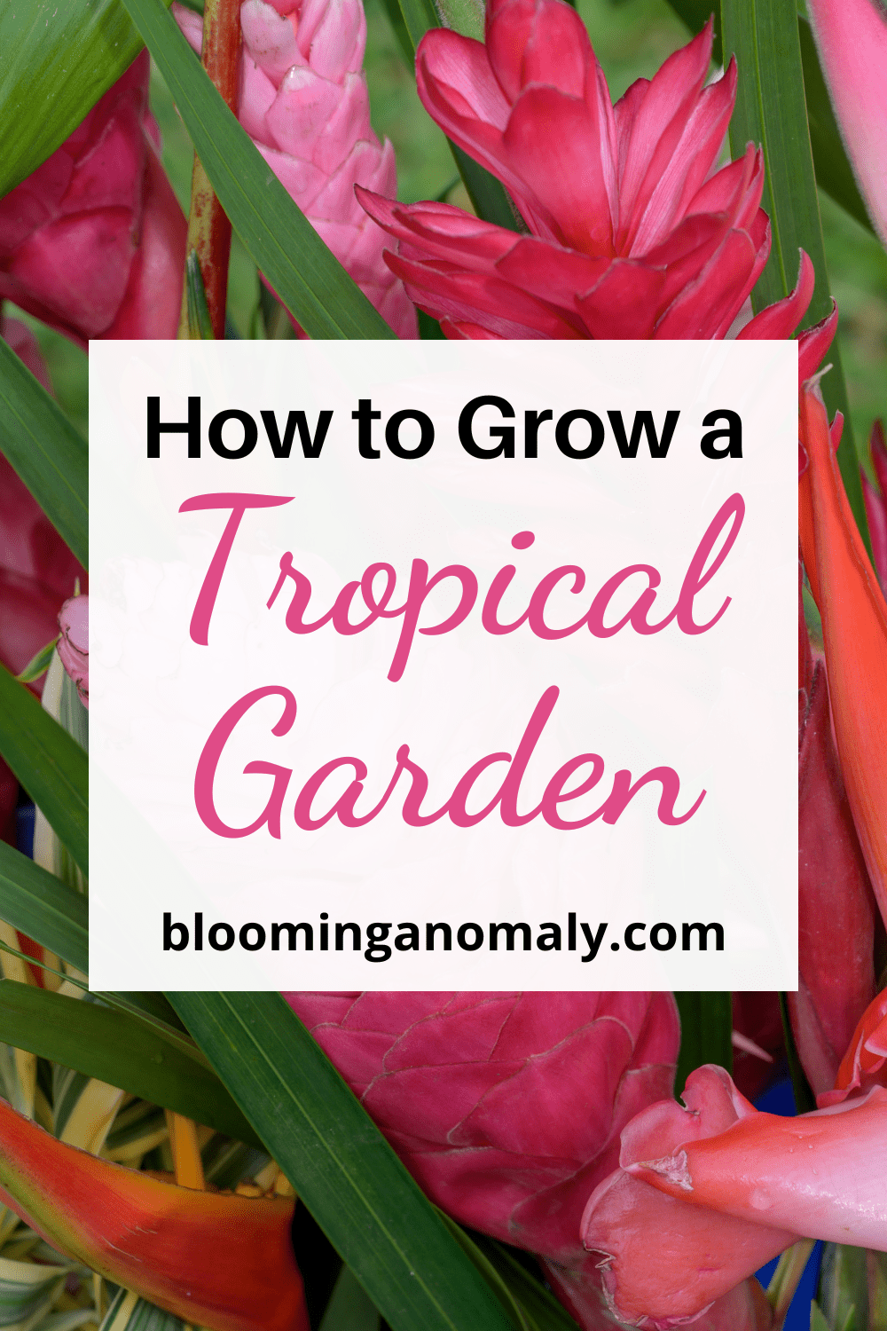 How to Easily Grow a Tropical Garden - Blooming Anomaly