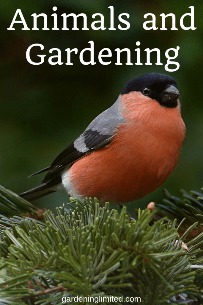 The Elephant In The Room: Animals And Gardening - Blooming Anomaly