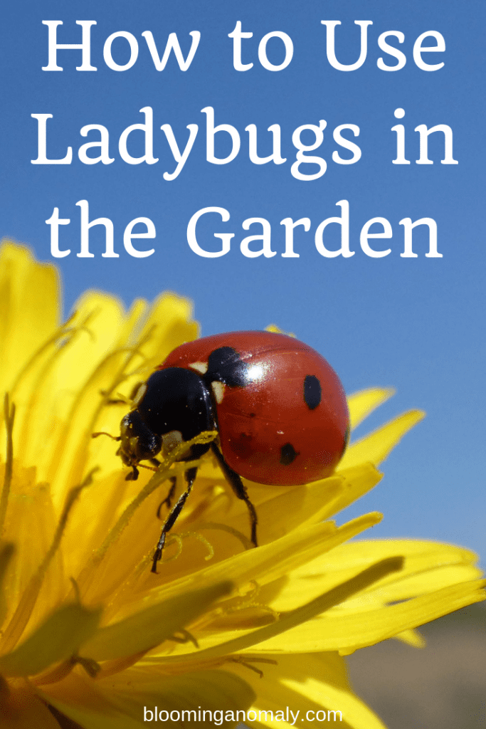 How to Use Ladybugs in the Garden - Blooming Anomaly
