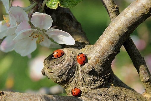 How to Use Ladybugs in the Garden - Blooming Anomaly