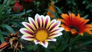 Amazing Tips for Growing Gazanias - Blooming Anomaly