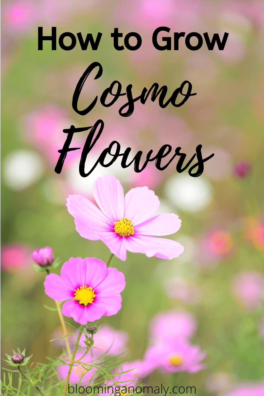 How to Grow Cosmo Flowers - Blooming Anomaly