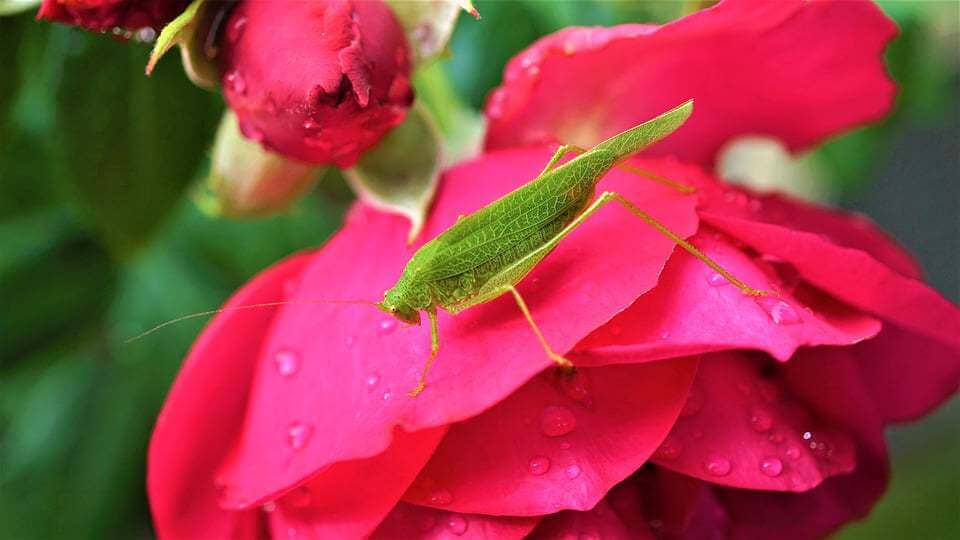 Common Garden Pests and How to Get Rid of Them - Blooming Anomaly