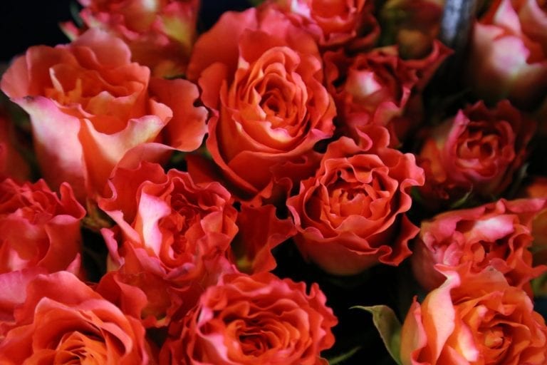 The 10 Best Fall Garden Plants - Blooming Anomaly