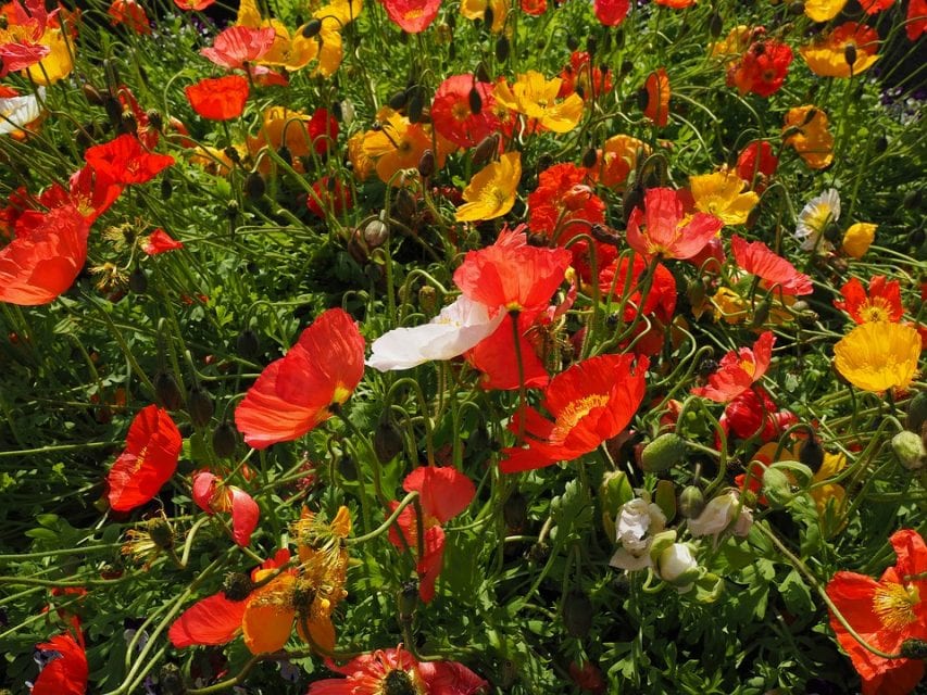 How to Grow Poppies Easily - Blooming Anomaly