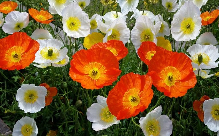 How to Grow Poppies Easily - Blooming Anomaly