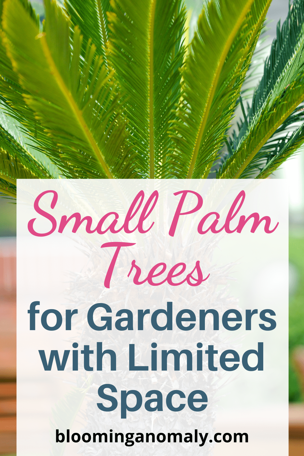 Best Small Palm Trees for Small Gardens - Blooming Anomaly