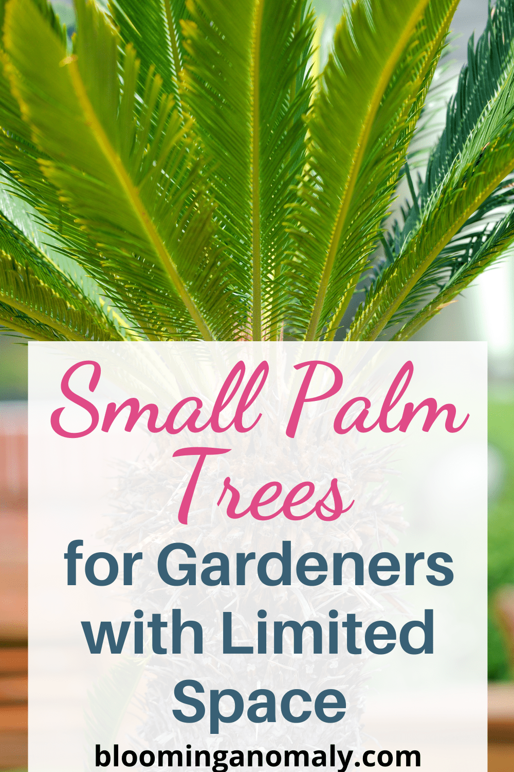 Best Small Palm Trees for Small Gardens - Blooming Anomaly