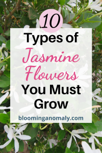 10 Types of Jasmine Flowers You Must Grow - Blooming Anomaly