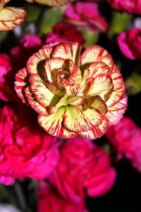 30 Festive Fall Blooming Flowers - Blooming Anomaly