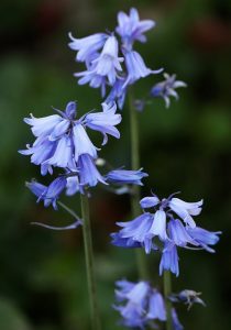 Poisonous Flowers to Be Wary of - Blooming Anomaly