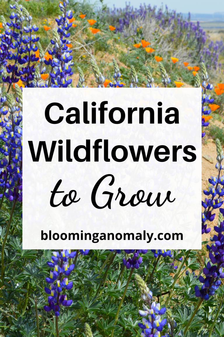 10 Colorful California Wildflowers You Must Grow - Blooming Anomaly