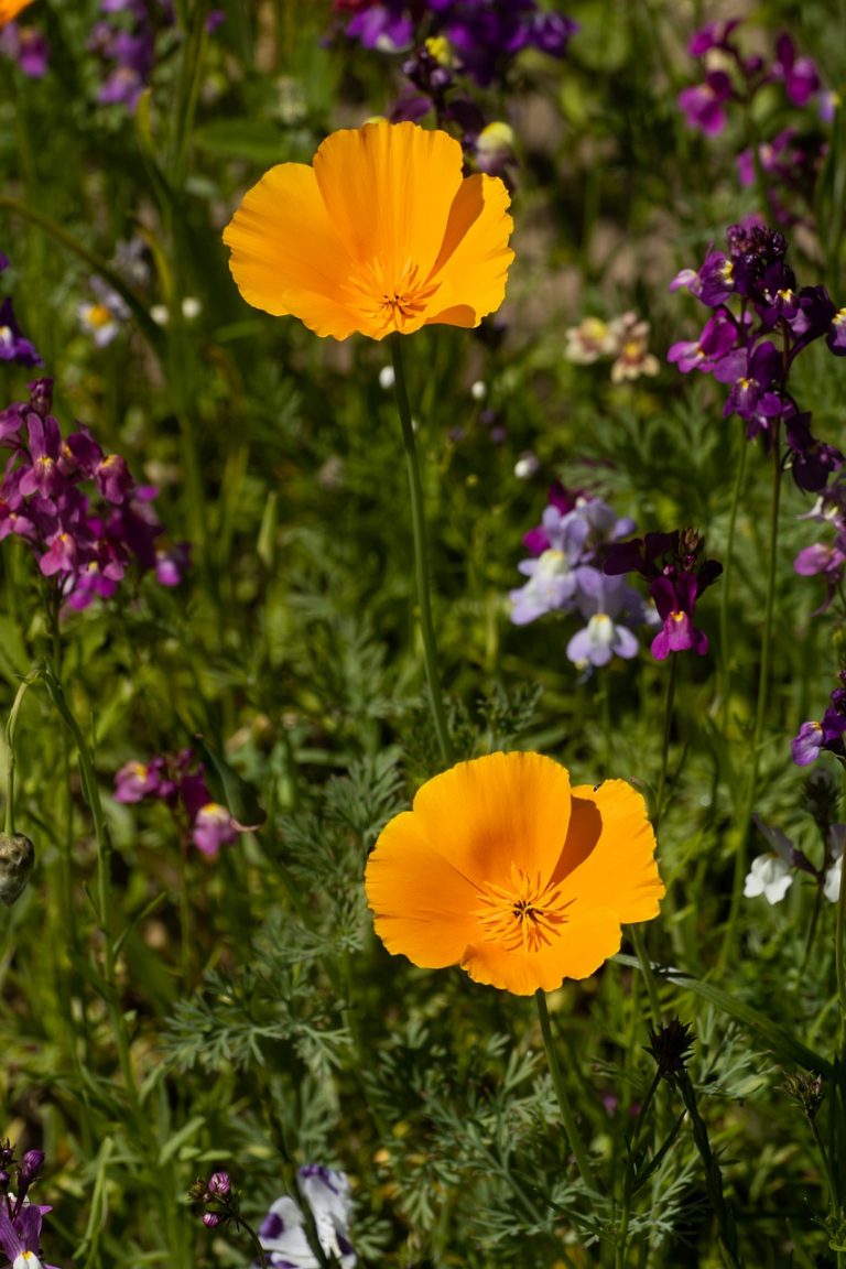 10 Colorful California Wildflowers You Must Grow - Blooming Anomaly