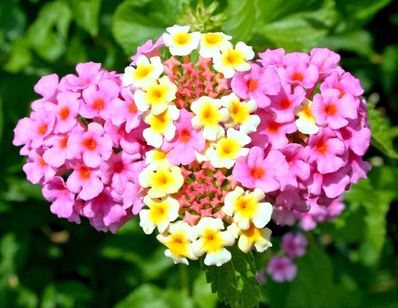 How to Grow the Lovely Lantana Flower - Blooming Anomaly