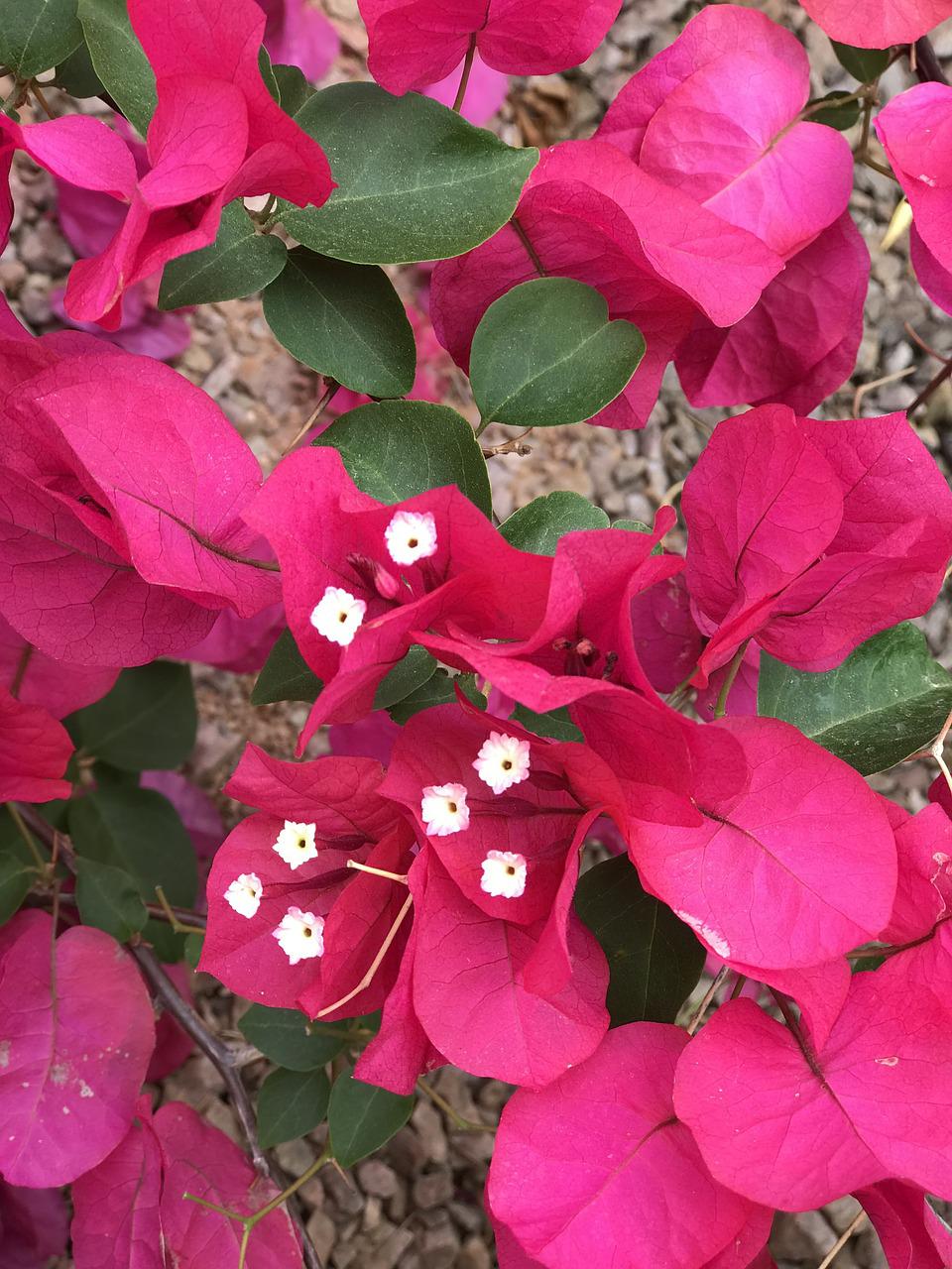 Gorgeous Summer Flowers to Plant Right Now - Blooming Anomaly