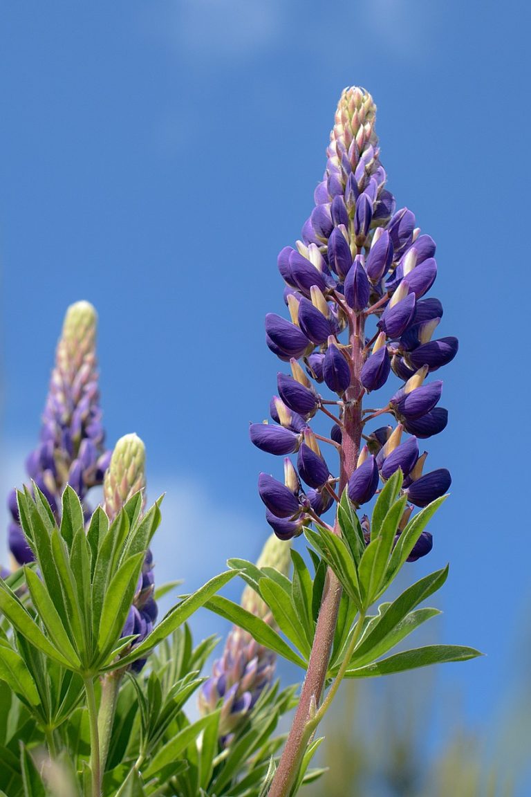 10 Colorful California Wildflowers You Must Grow - Blooming Anomaly