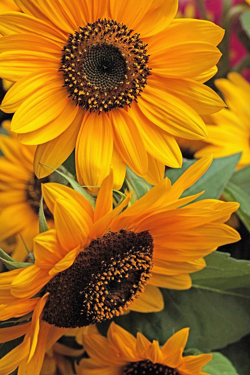 Easy Fall Gardening Tips - Blooming Anomaly