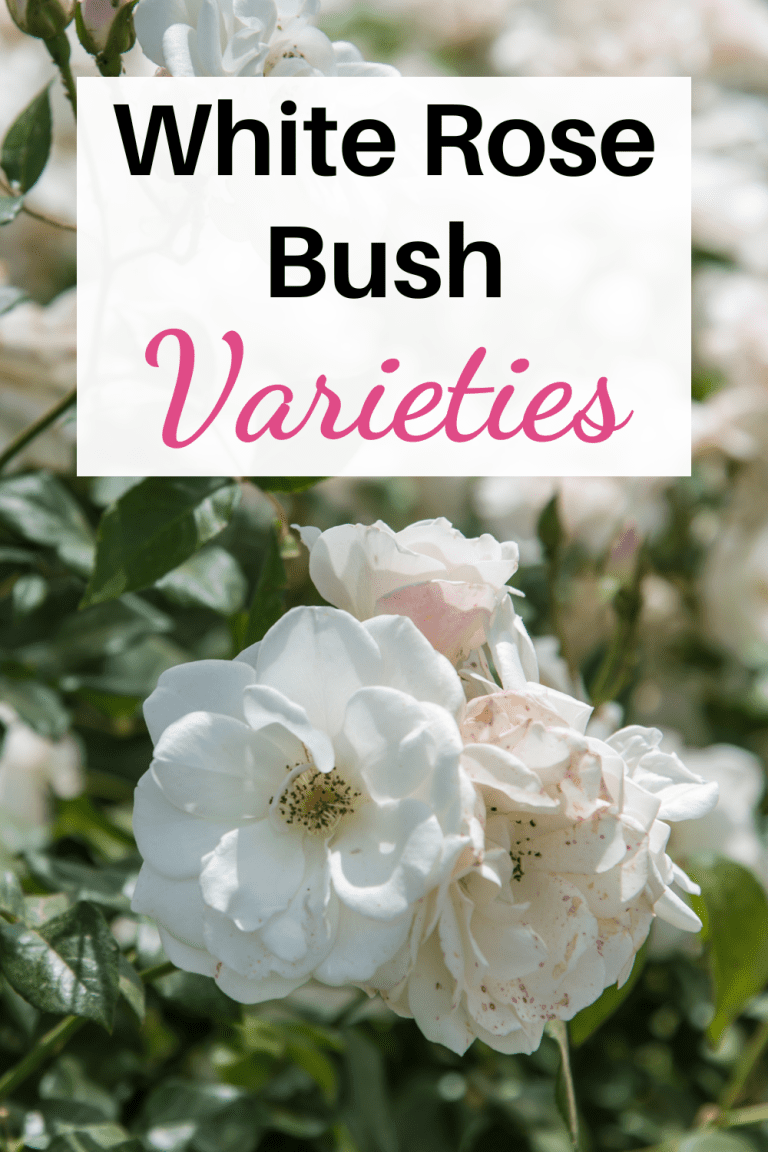 10 Popular White Rose Bush Varieties - Blooming Anomaly