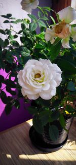 10 Popular White Rose Bush Varieties - Blooming Anomaly
