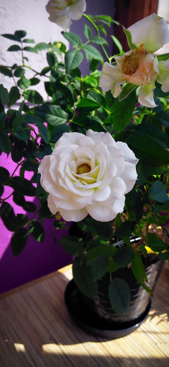 10 Popular White Rose Bush Varieties - Blooming Anomaly