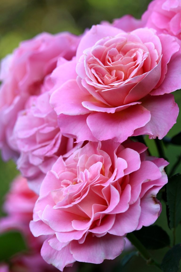 Pruning Rose Bushes the Right Way - Blooming Anomaly