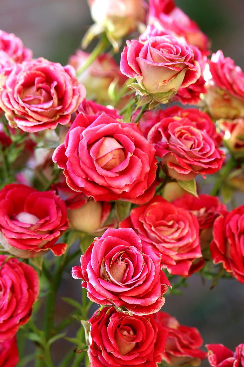 Pruning Rose Bushes the Right Way - Blooming Anomaly