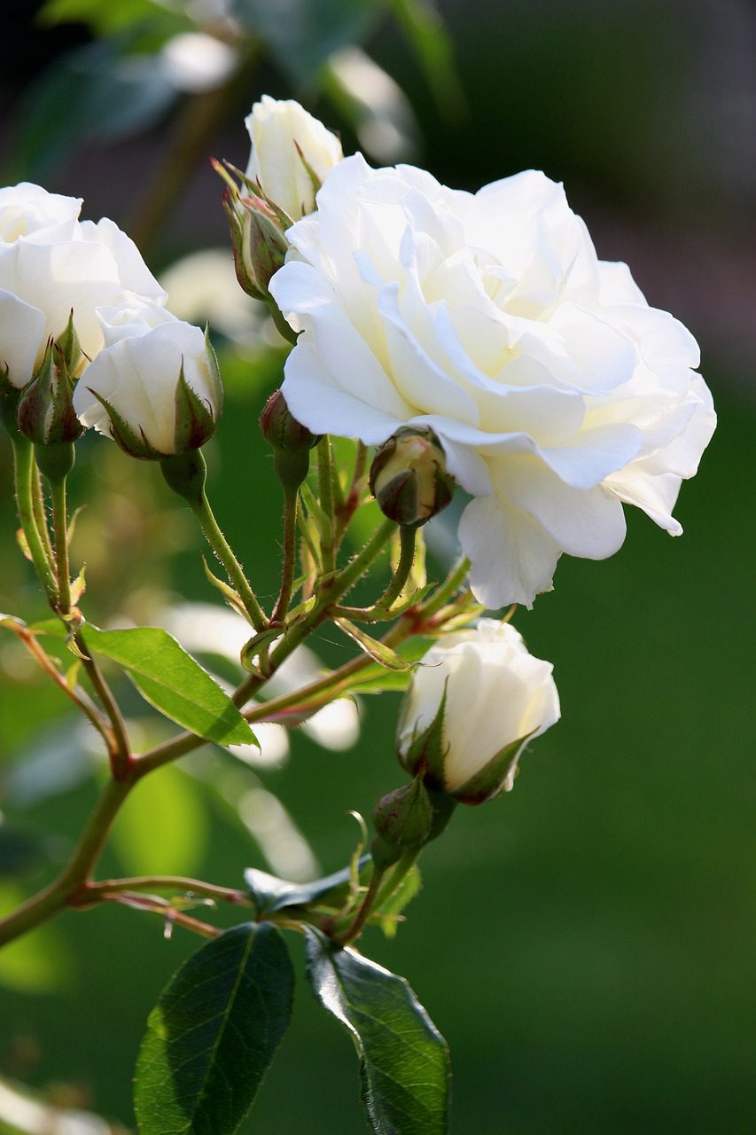 10 Popular White Rose Bush Varieties - Blooming Anomaly