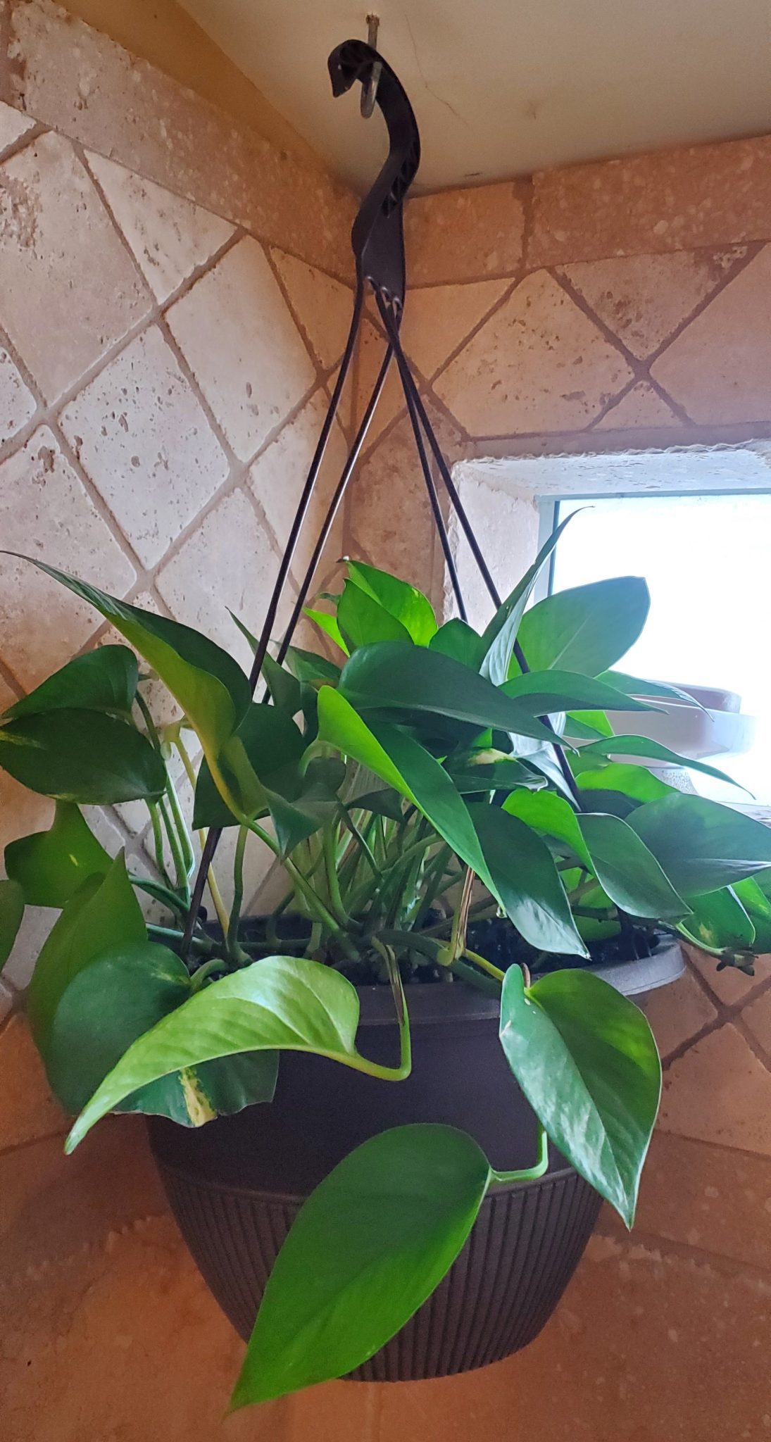 Repotting Pothos and More Tips! - Blooming Anomaly