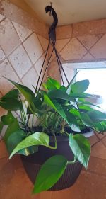 Repotting Pothos and More Tips! - Blooming Anomaly