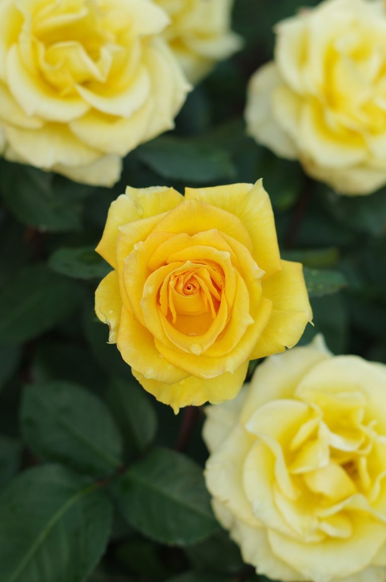 10 Most Popular Types of Iceberg Roses - Blooming Anomaly