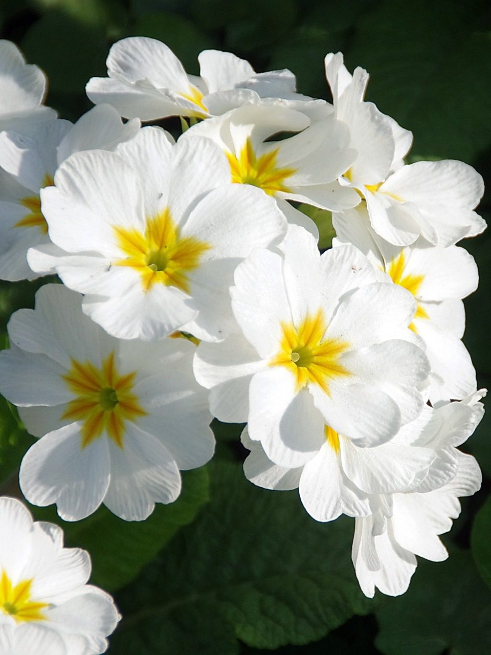 Winter Flowers to Grow in California - Blooming Anomaly