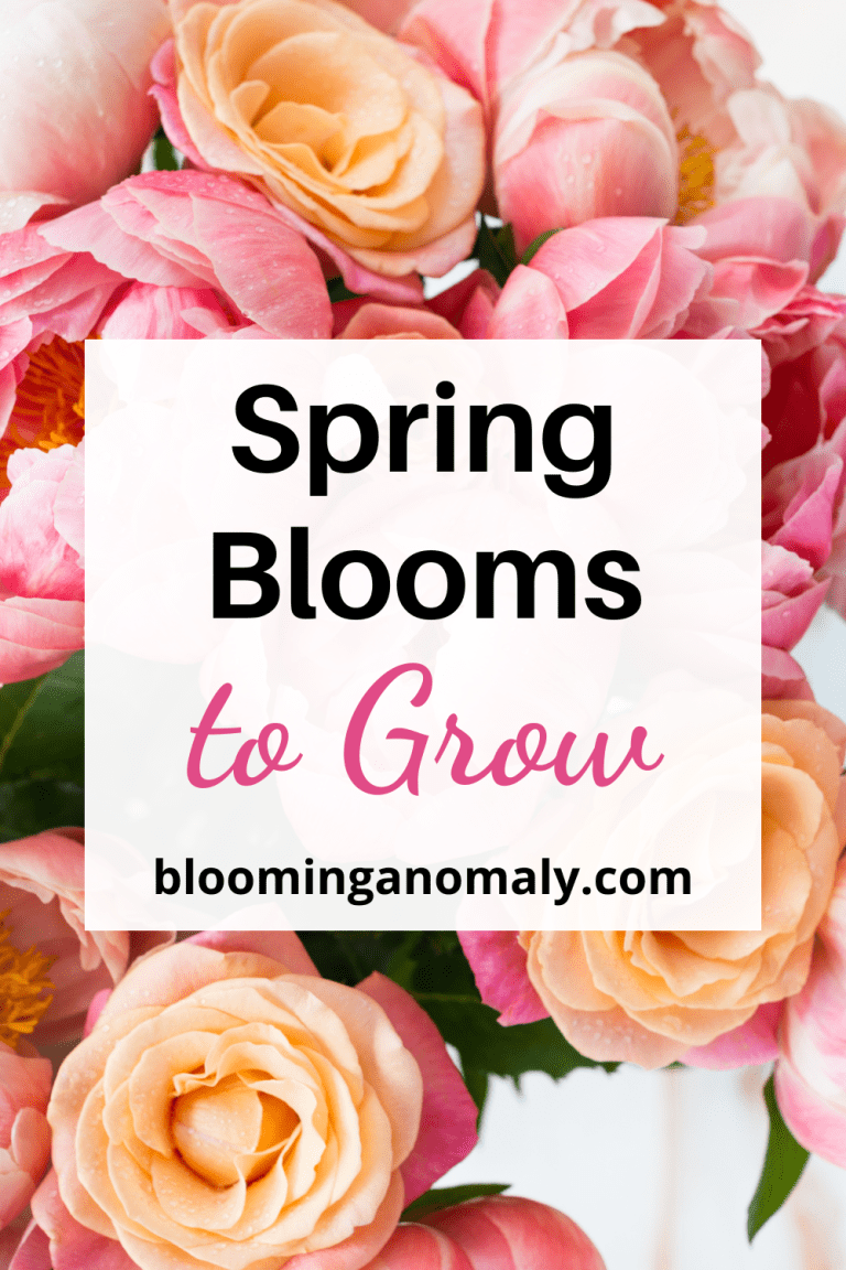 Incredible Spring Blooms to Grow - Blooming Anomaly
