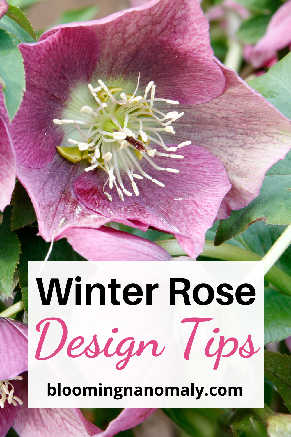 Rose Winter Garden Design Tips - Blooming Anomaly