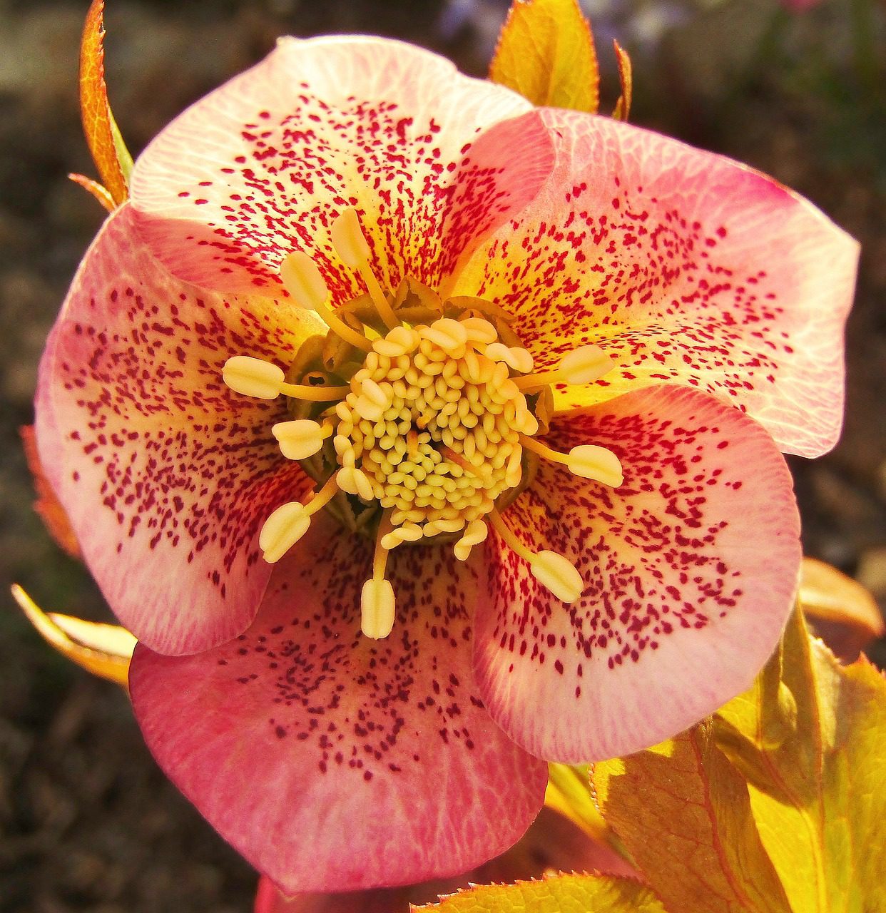 Rose Winter Garden Design Tips - Blooming Anomaly