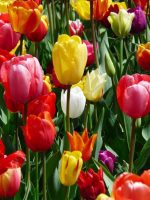 Incredible Spring Blooms to Grow - Blooming Anomaly