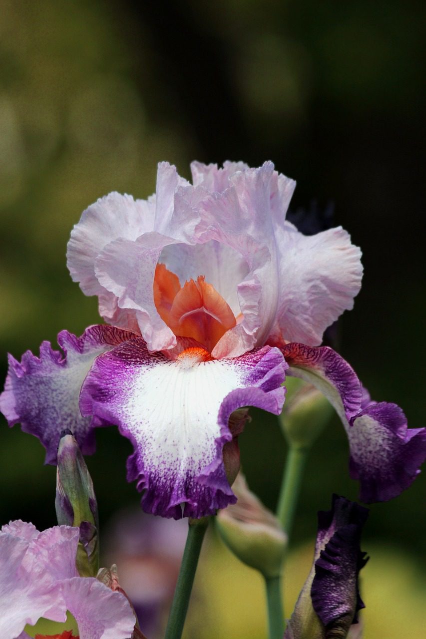 Incredible Spring Blooms to Grow - Blooming Anomaly