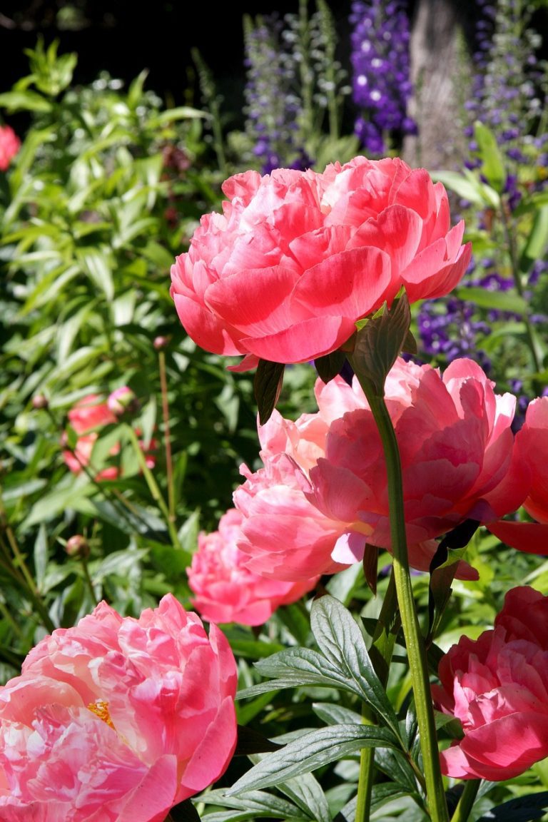 Incredible Spring Blooms to Grow - Blooming Anomaly