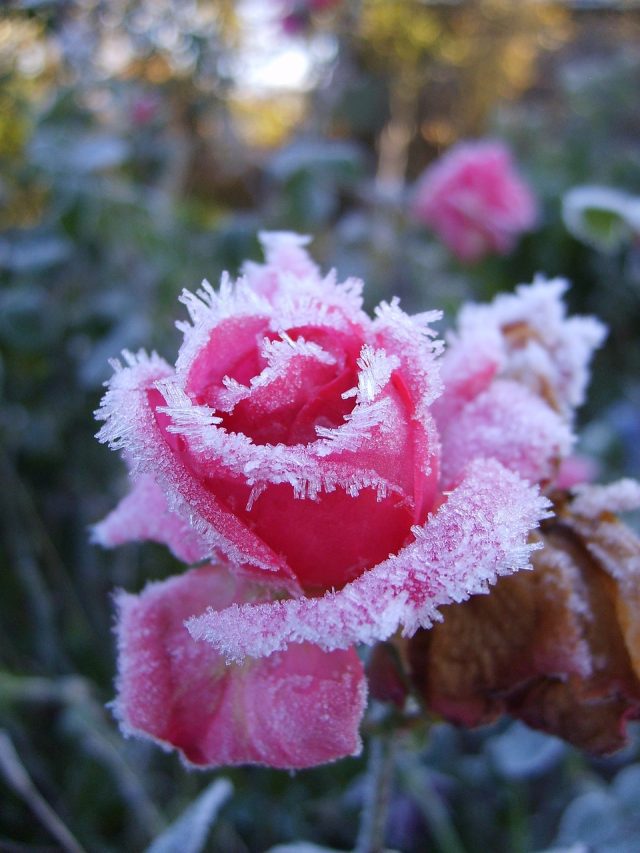Rose Winter Garden Design Tips - Blooming Anomaly