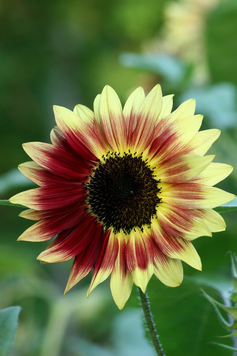 How to Grow the Common Sunflower - Blooming Anomaly