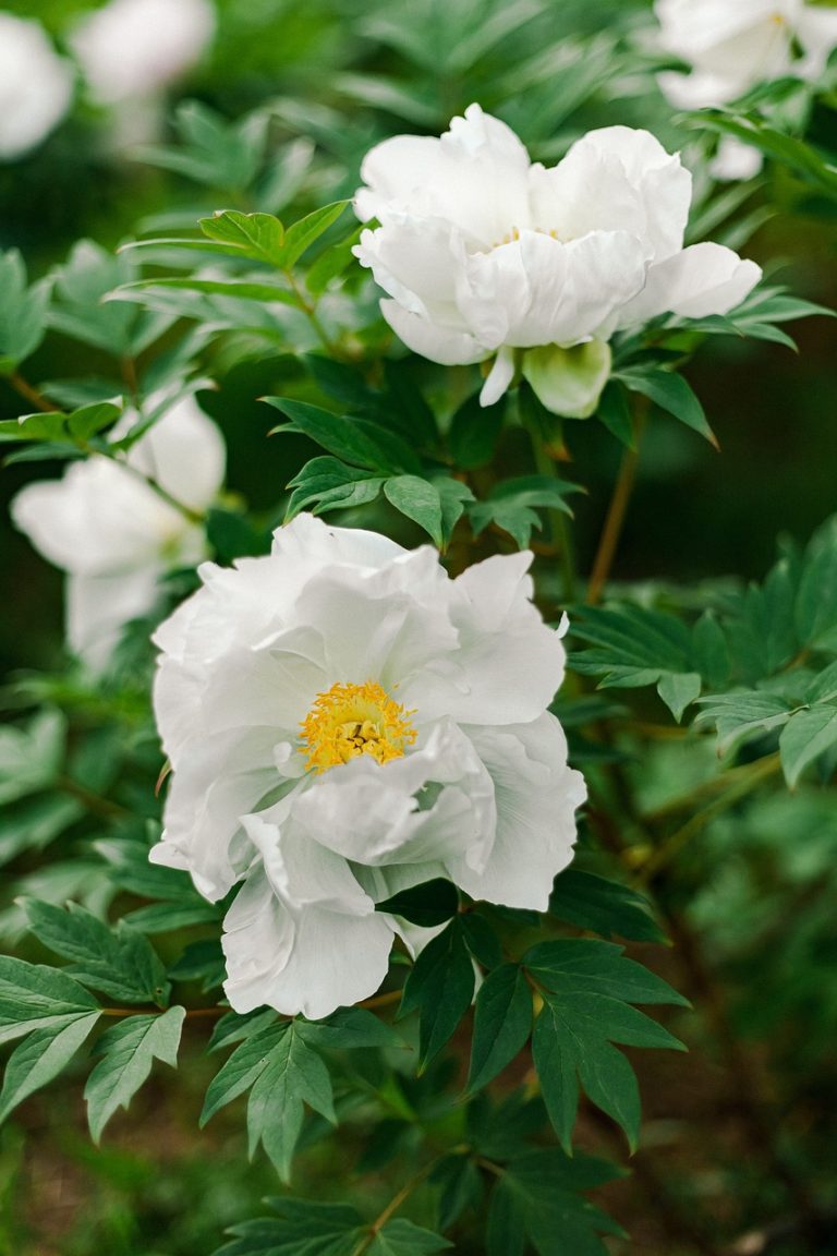 When Do Peonies Bloom? All About Growing Peonies - Blooming Anomaly