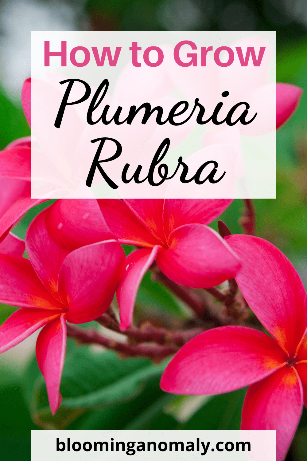 Helpful Ways to Grow Plumeria Rubra - Blooming Anomaly