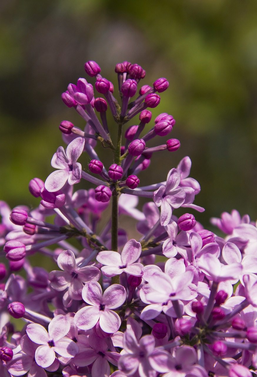 Practical Propagating Lilacs Tips and More - Blooming Anomaly