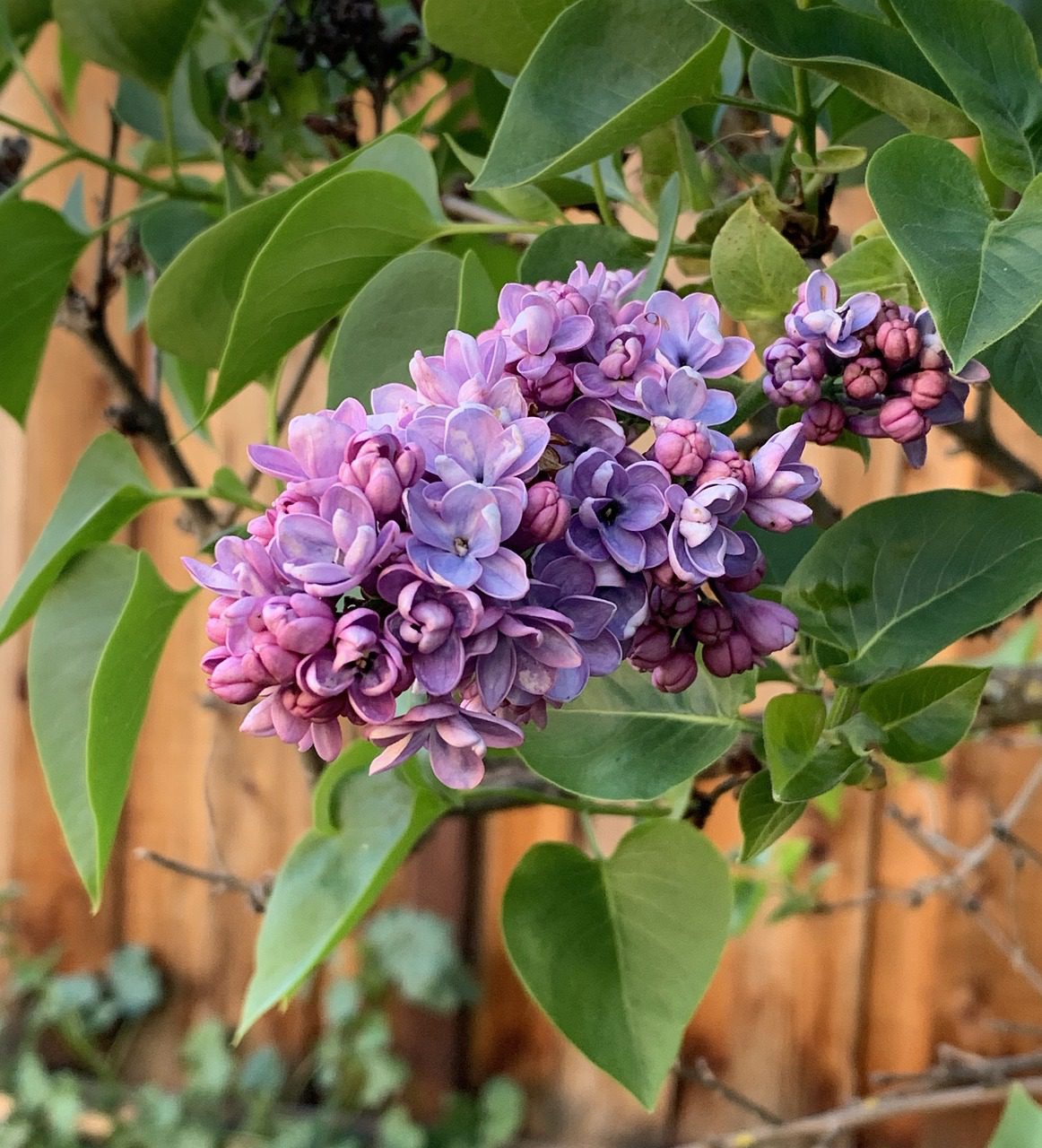 Practical Propagating Lilacs Tips and More - Blooming Anomaly