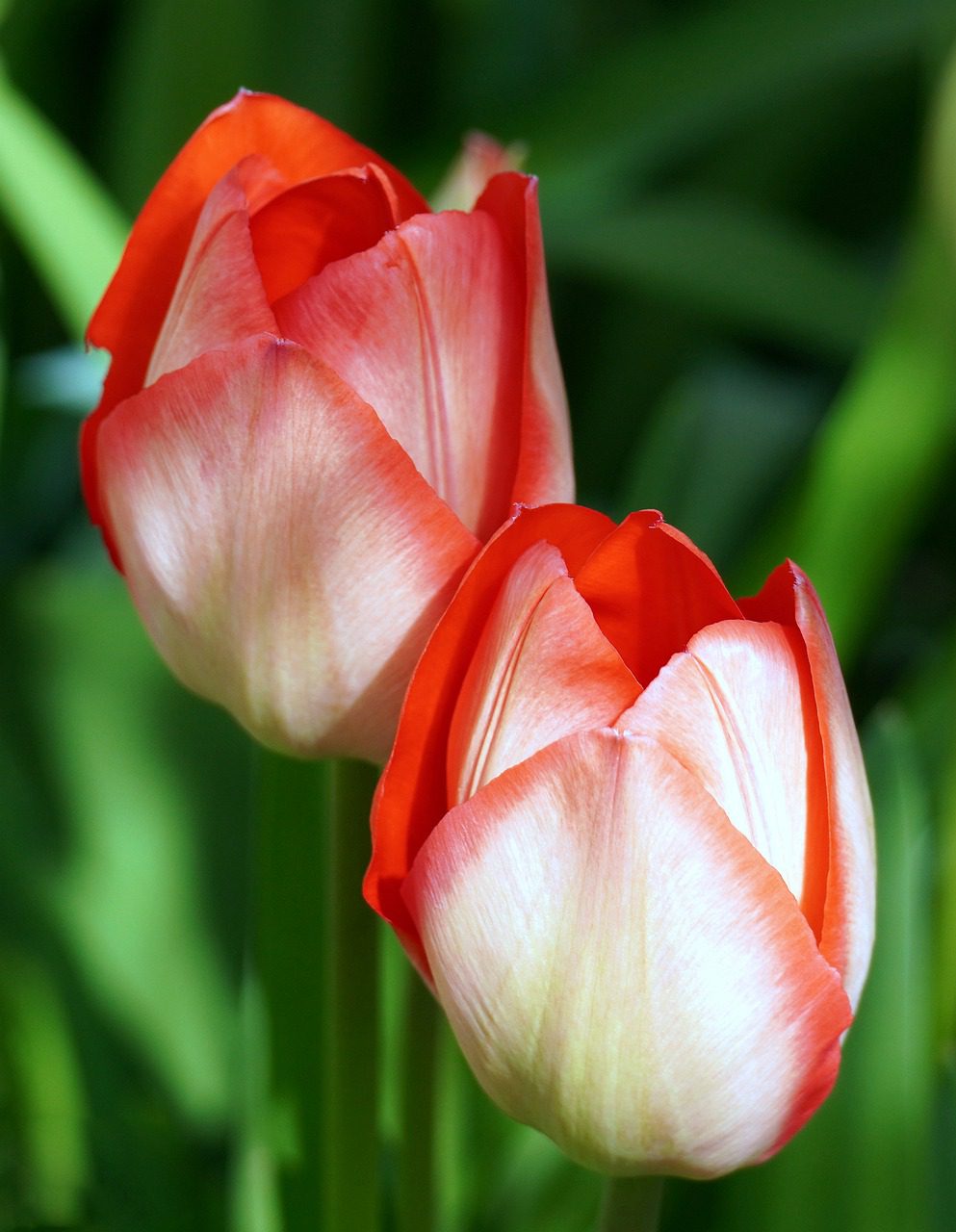 How to Plant Tulips - Blooming Anomaly