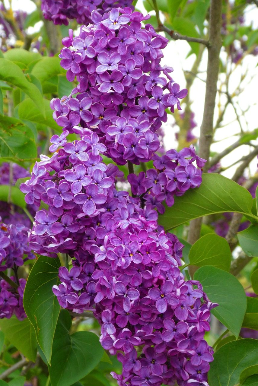 Practical Propagating Lilacs Tips and More - Blooming Anomaly